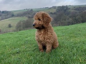 How Much Does a Cockapoo Cost: The Ultimate Guide - WeWantDogs