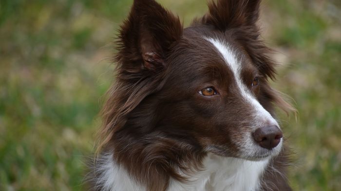 How Much is a Border Collie Worth? A Comprehensive Guide - WeWantDogs