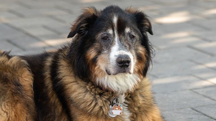 What To Put on Dog Tag UK: Dog Tag Law - WeWantDogs