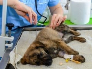 Artificial Insemination In Dogs - Everything You Need To Know - WeWantDogs