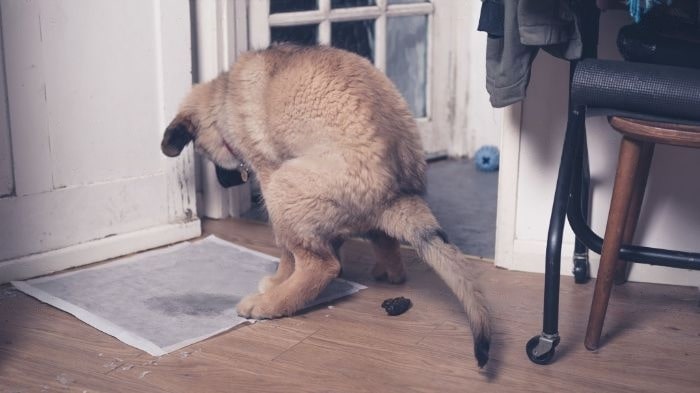 Constipation In Dogs: What Can I give my Dog For Constipation? - WeWantDogs