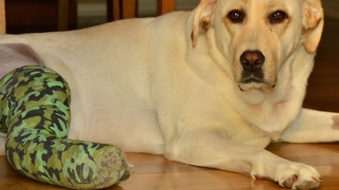 Cruciate Ligament Dog Surgery Cost UK - WeWantDogs