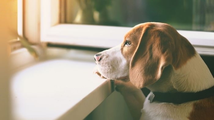 How Does a Dog Feel When Rehomed? - WeWantDogs