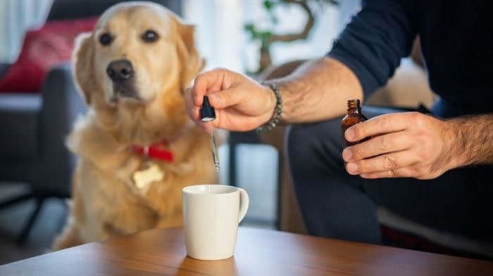 Can I Give My Dog Calpol? A Vet's Opinion - WeWantDogs