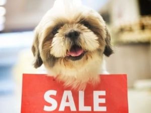 How To Sell a Dog? Is It Legal In The UK? - WeWantDogs