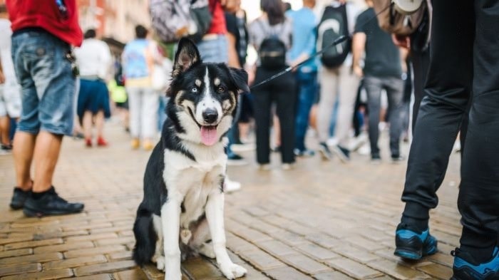 How To Train My Dog To Ignore Strangers? - WeWantDogs