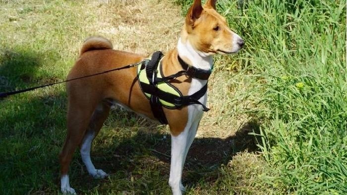 How To Use Double Ended Dog Lead? Is It a Good Idea? - WeWantDogs