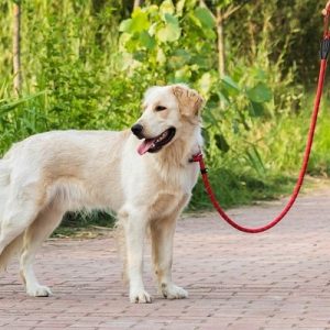 7 Best Dog Slip Leads UK – Reviews & Top Picks - WeWantDogs