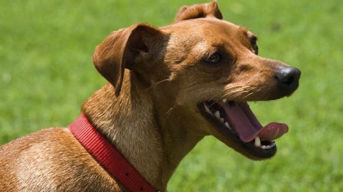 Why Does My Dog Huff At Me? - WeWantDogs