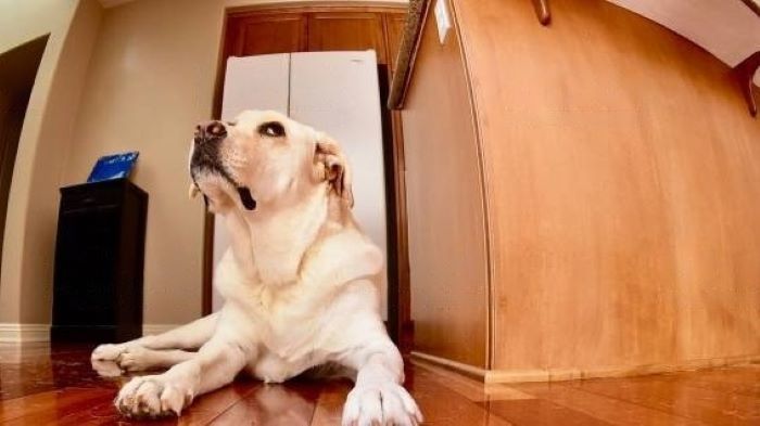 Why Does My Dog Keep Looking at the Ceiling? - WeWantDogs