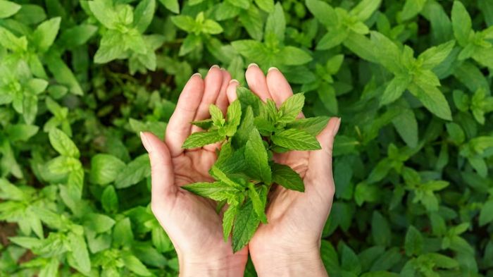Can Dogs Eat Mint? Is Mint Bad For Dogs? - WeWantDogs