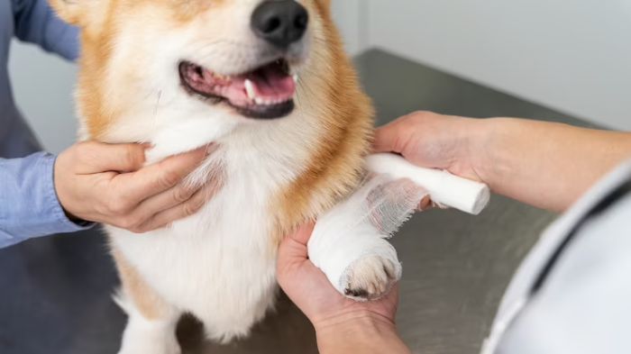 How To Bandage a Dog's Paw? - WeWantDogs