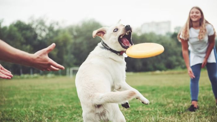 Things To Do With Your Dog: Best Dog-Friendly Activities For Dog Owners ...