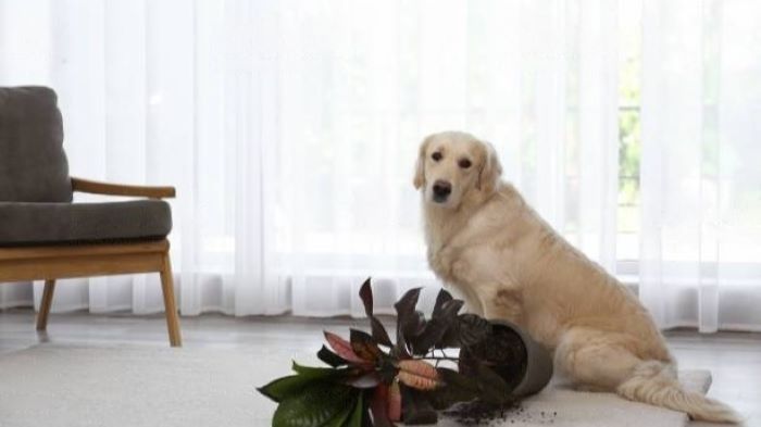 Why Do Dogs Scratch the Carpet? Reasons and Pro Tips to Stop! - WeWantDogs