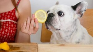Can Dogs Eat Lemons? Is It Safe? - WeWantDogs