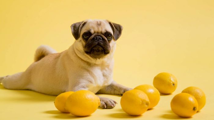 Can Dogs Lick Lemons