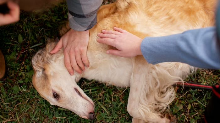 Dermatitis In Dogs - Symptoms, Types, & Treatment - WeWantDogs