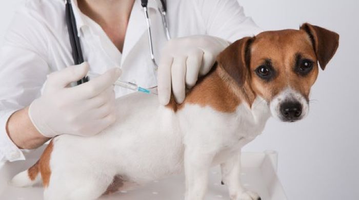 What Is the DHLPP Vaccine for Dogs? Why Your Dog Needs It? - WeWantDogs