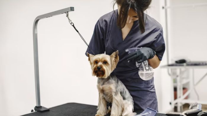 Is Menthol Spray Safe For Dogs? - WeWantDogs