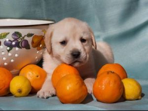 Can Dogs Eat Lemons? Is It Safe? - WeWantDogs