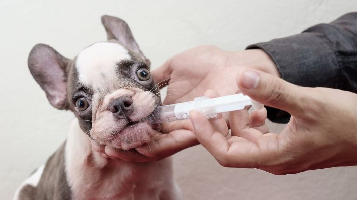 What Is Panacur for Dogs? Everything You Need to Know - WeWantDogs