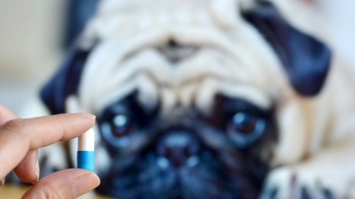 Can My Dog Have Loratadine? Let's find out! - WeWantDogs