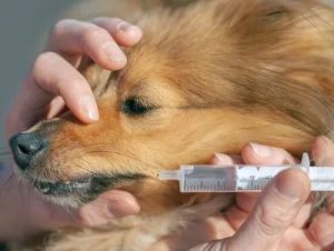 What Is Panacur for Dogs? Everything You Need to Know - WeWantDogs