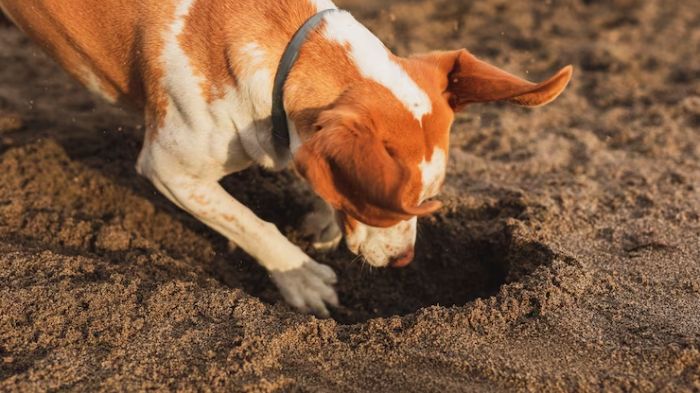 Why Is My Dog Digging Holes All Of a Sudden? Is It Normal? - WeWantDogs
