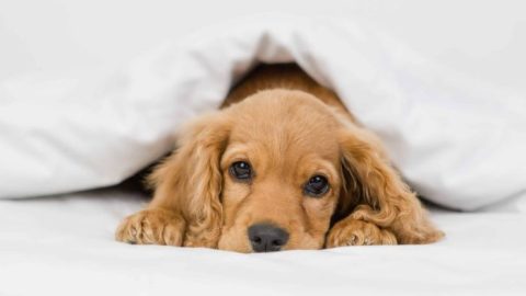 Can You Use Sudocrem on Dogs? A Comprehensive Guide to Safe Usage - WeWantDogs