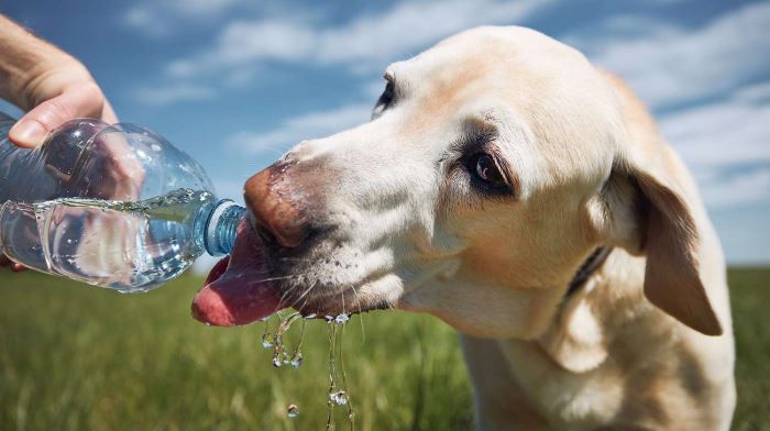 How to Train a Dog to Drink From Water Bottle? Quenching Your Pup's ...