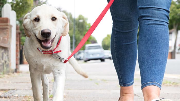 How to Use Dog Training Leads? Step-by-Step Guide - WeWantDogs