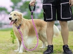 How to Use a Slip Lead? From Pulling to Polite - WeWantDogs