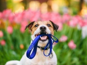 How to Use a Slip Lead? From Pulling to Polite - WeWantDogs