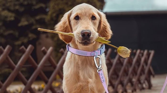 What Do Different Color Dog Leads Mean? Colorful Clues - WeWantDogs