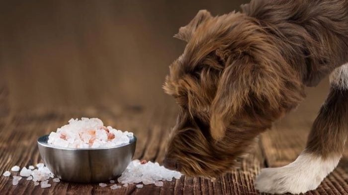 What Is a Low-Sodium Dog Food? Understanding the Benefits for Your ...
