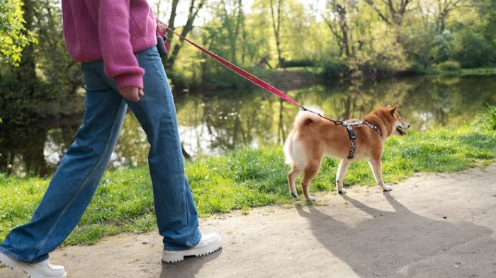 10 Best Retractable Dog Lead - WeWantDogs