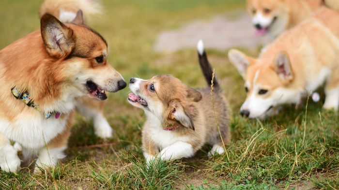 Can My Puppy Meet Other Dogs Before Vaccinations A Vet S Perspective