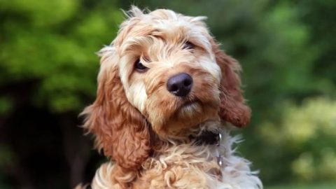 How Much Exercise Does My Cockapoo Need? Cracking the Fitness Code - WeWantDogs