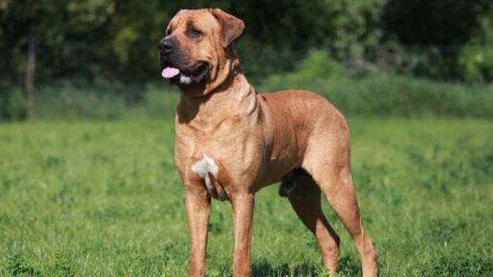 Banned Dog Breeds in the UK? Canine Regulations - WeWantDogs