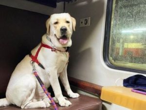 Can You Take Dogs on Trains? Complete Guide - WeWantDogs
