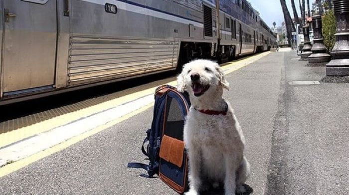 Can You Take Dogs on Trains? Complete Guide - WeWantDogs