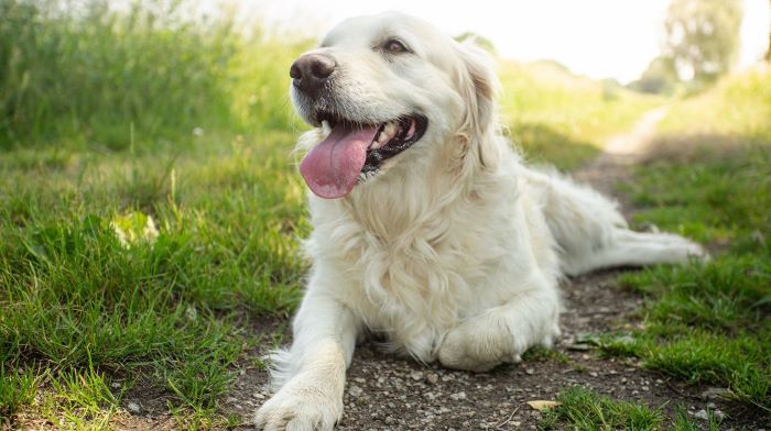 Do Dogs Sweat? Understanding Canine Perspiration - WeWantDogs