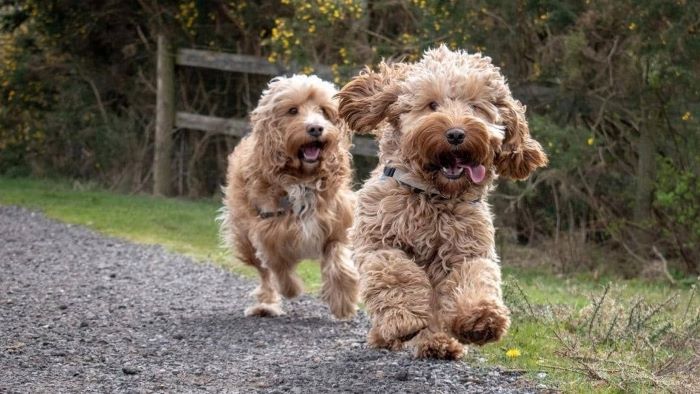 How Much Exercise Does My Cockapoo Need? Cracking the Fitness Code ... How Much Exercise Does My Cockapoo Need? Cracking the Fitness Code ...