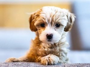 Paracetamol for Dogs? Dosing With Care - WeWantDogs