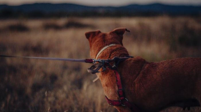 7 Best Gun Dog Slip Leads for Controlling Hunting Dogs in the UK ...