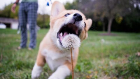 Can Dogs Eat Dandelions? Wishing on Dandelions - WeWantDogs