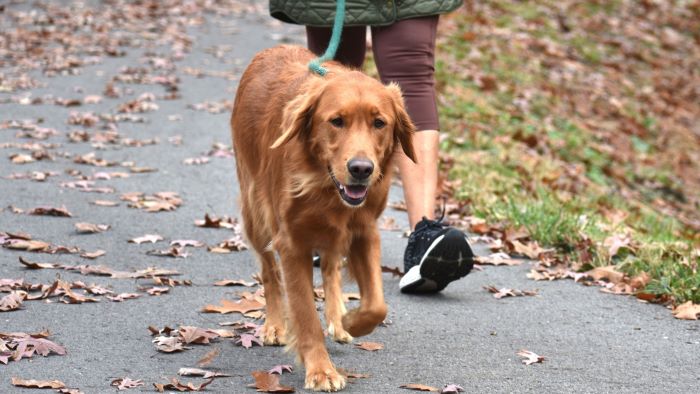 How Long Should I Walk My Dog? The Ultimate Guide - WeWantDogs