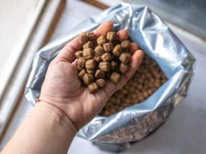 What Is Kibble Dog Food? Decoding the Dry Delight - WeWantDogs