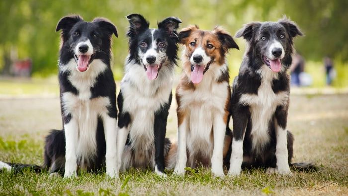 How Many Dogs in the UK? Counting the Canines - WeWantDogs