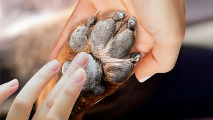 How to Apply Dog Paw Balm? The Ultimate Guide - WeWantDogs